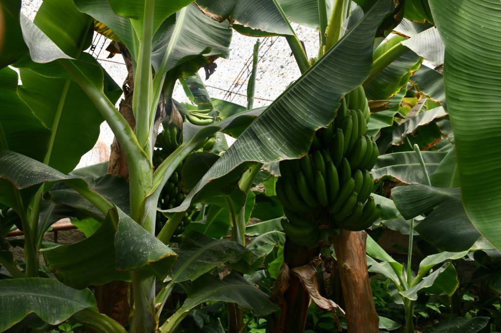 Navbahorda banan yetishtirilmoqda