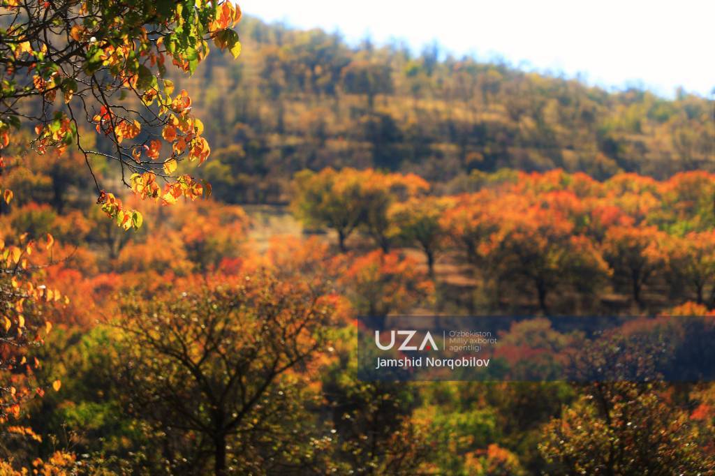 Qashqadaryo kuz manzaralari
